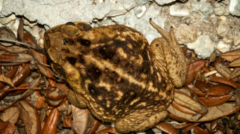 Cómo proteger a las mascotas de sapos toxicos de la Florida